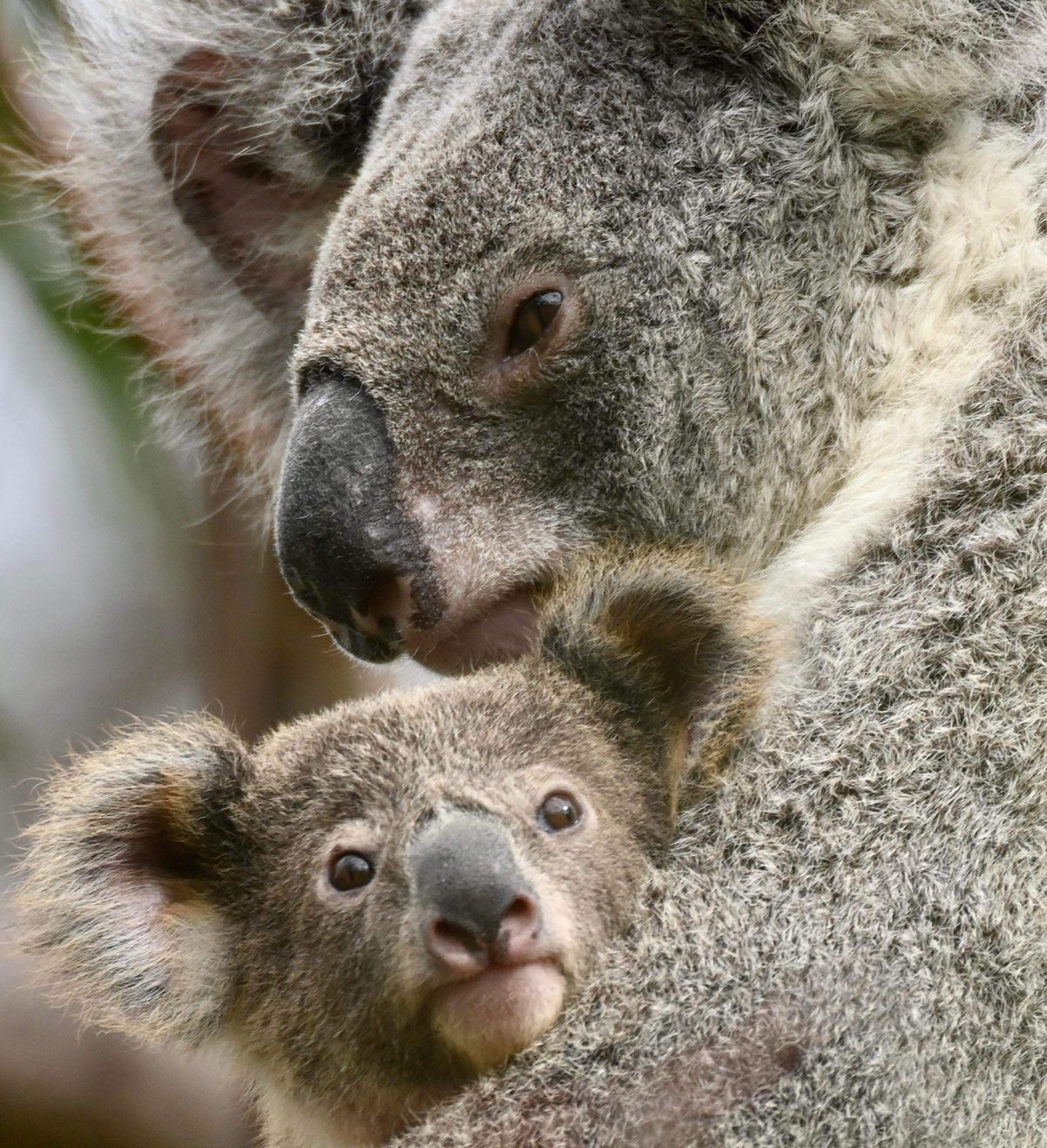 Wildlife Conservation - Back to the Bush Koalas, Ltd